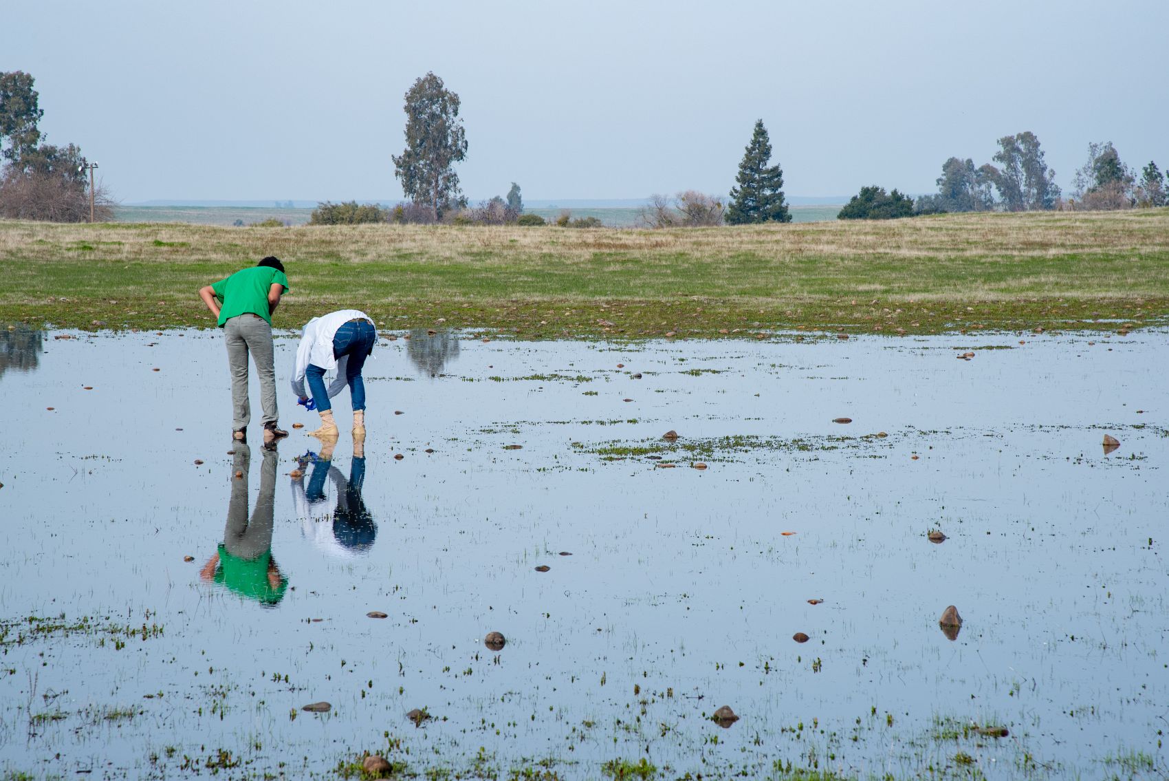 eDNA Collection at UC Merced Vernal Pool Reserve